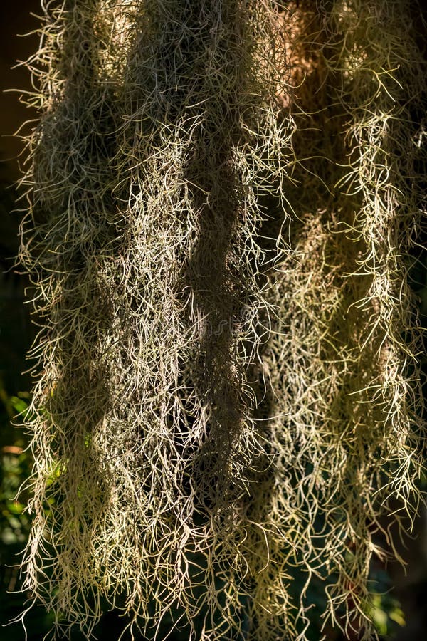 Spanish Moss stock photo. Image of hanging, tillandsia - 48670784