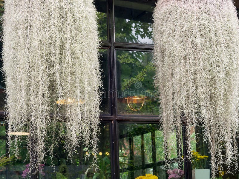 Spanish Moss Hanging Down from the Tree. Stock Image - Image of tree ...