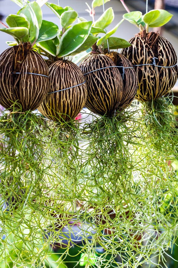 Spanish moss stock photo. Image of forest, hanging, landscape - 23132588