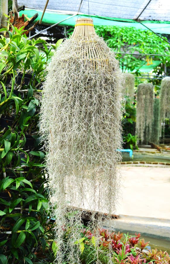 Spanish Moss (Tillandsia Usneoides) Stock Image - Image of carolina ...