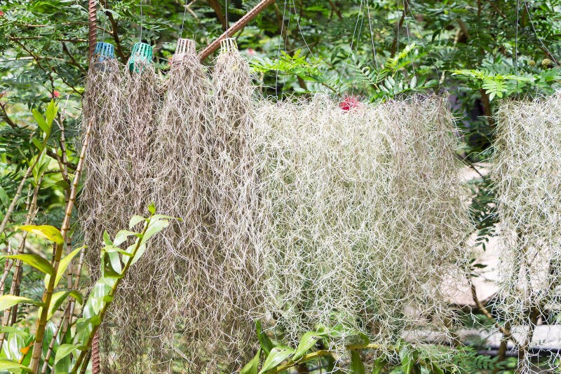Spanish Moss Hanging in the Garden Stock Image - Image of plant, forest ...