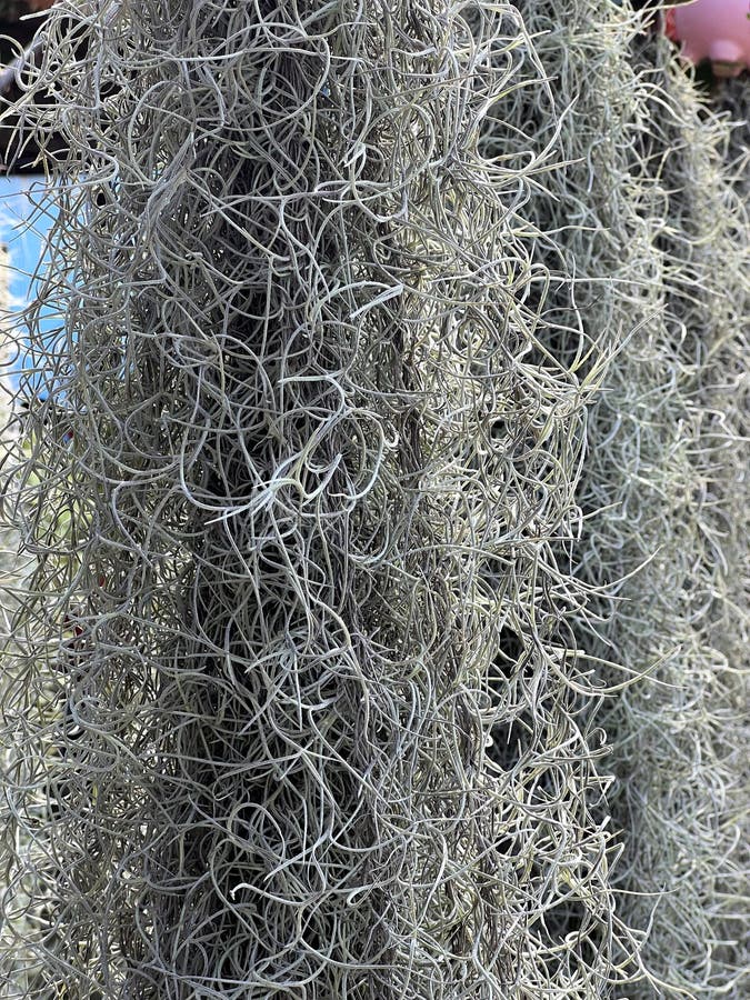 Spanish Moss Hanging in Nature Garden Stock Photo - Image of home ...