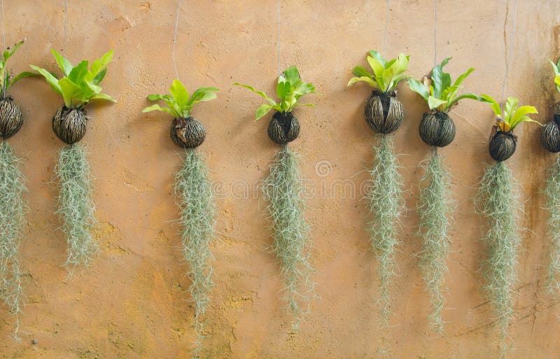 Spanish Moss Hanging Strand and Bird Stock Image - Image of flora, aged ...