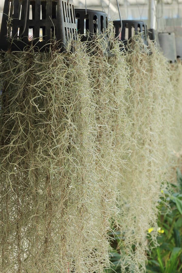 Spanish Moss Hanging Strand Decorated Home Stock Image - Image of ...