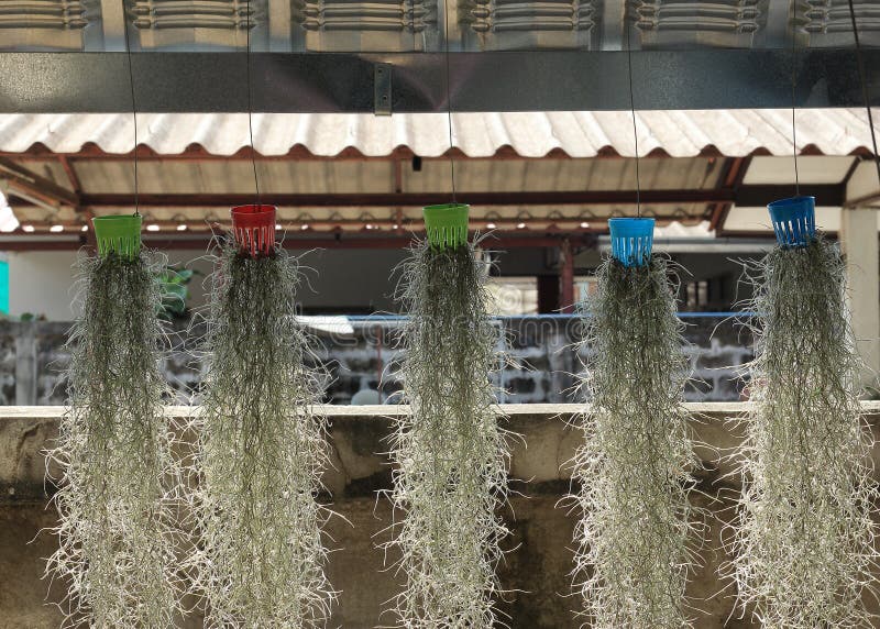 Live Oak Tree with Spanish Moss Stock Photo - Image of flora, twigs ...