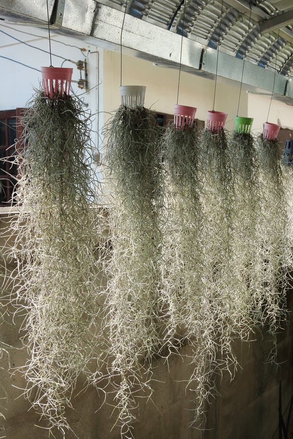 Hanging Strand of Red Chili Peppers Stock Photo - Image of close ...