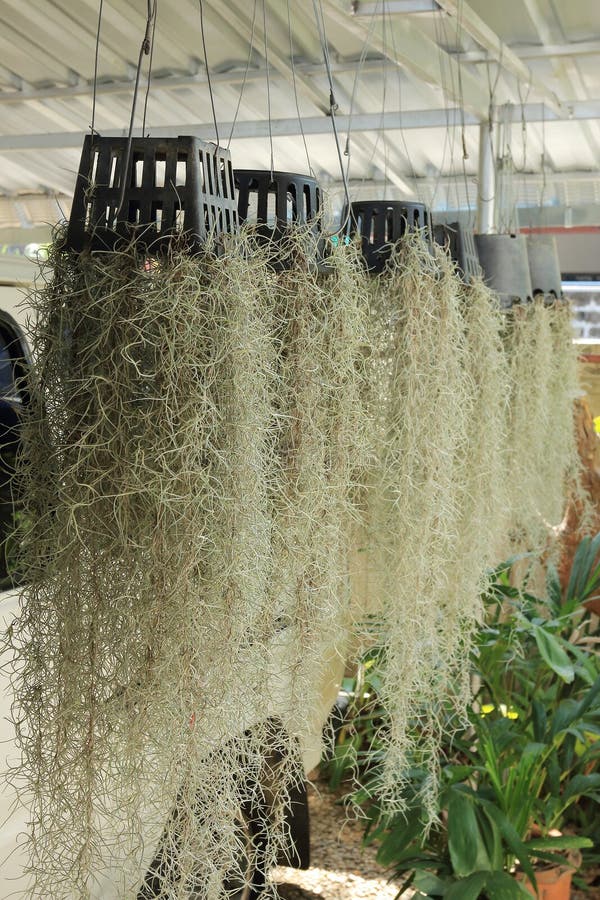 Spanish Moss Hanging Strand Stock Image - Image of spring, mulch: 42568915
