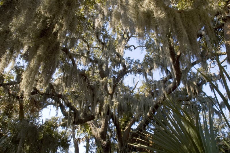 Spanish Moss Hanging from Tree Stock Image - Image of plant, nature ...