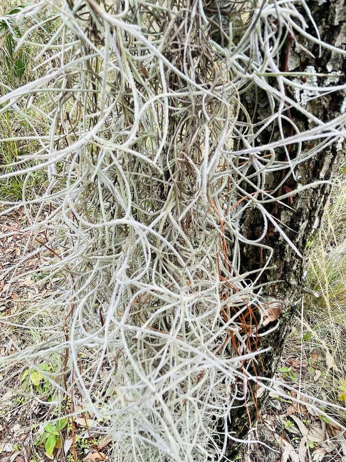 A Spanish Moss Hanging in the Tree Branch. Stock Photo - Image of ...