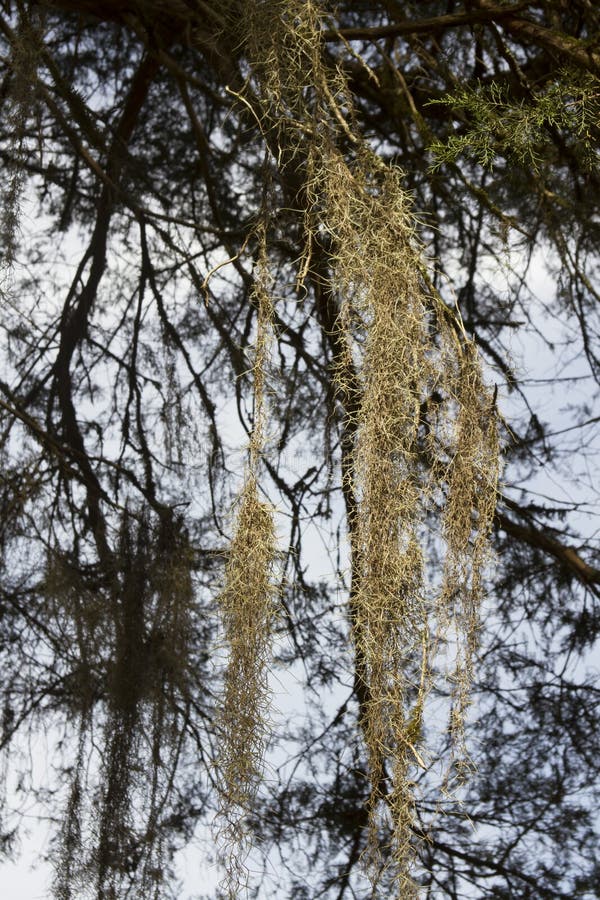 Spanish Moss Hanging from Tree Stock Image - Image of trees, close ...