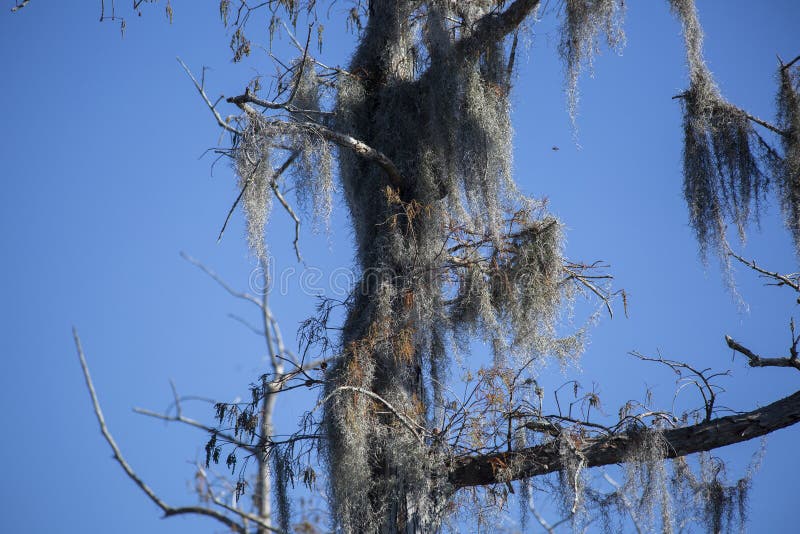 Spanish Moss Hanging from Tree Stock Photo - Image of greenery, natural ...
