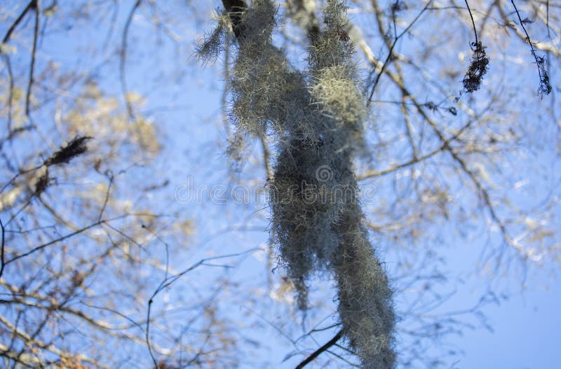 Spanish Moss Hanging from Tree Stock Image - Image of botany, living ...
