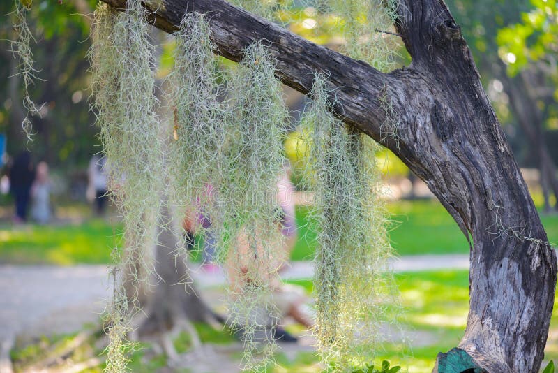 Spanish Moss Hanging on Tree Stock Photo - Image of landscape, carolina ...