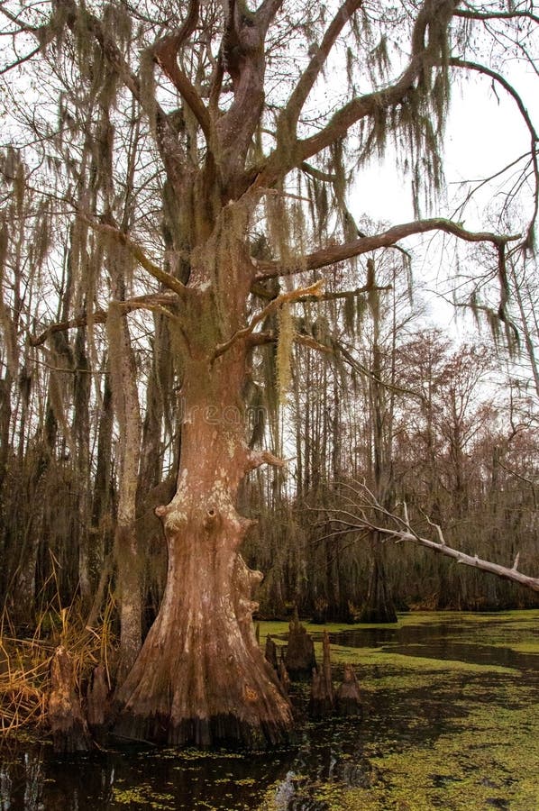 Spanish Moss Hanging from Tree in New Orleans, Louisiana Stock Image ... Spanish Moss Hanging from Tree in New Orleans, Louisiana Stock Image ...