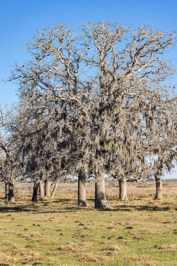 Spanish Moss Hanging from a Tree in Texas Stock Image - Image of tree ...