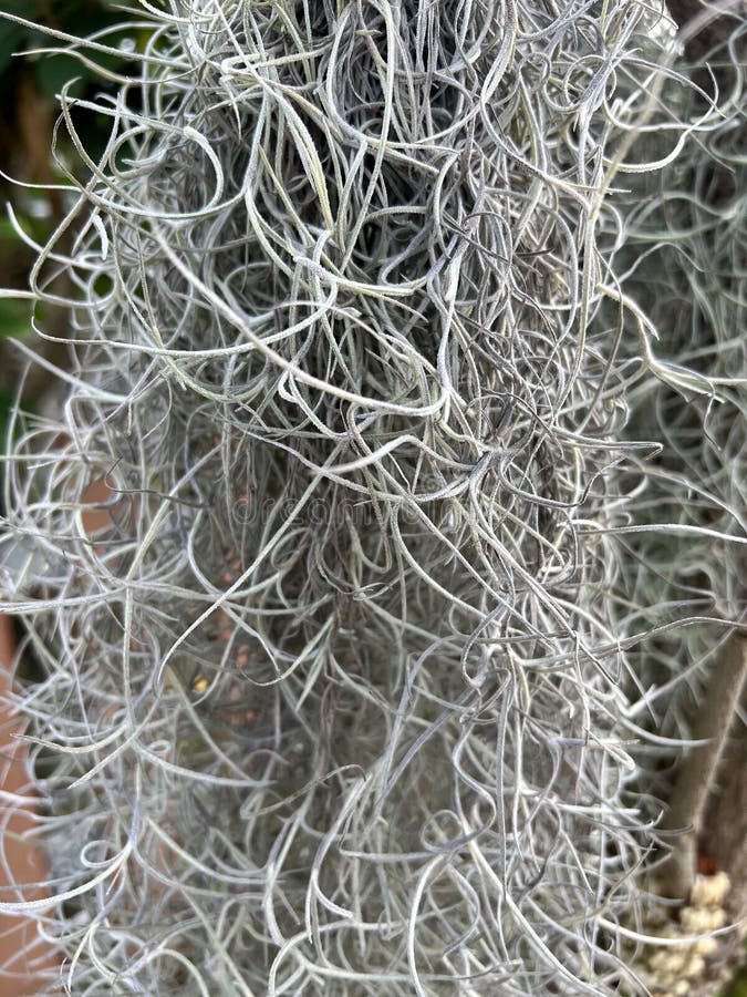 Spanish Moss Hanging from Trees on Beach Stock Photo - Image of spring, flora: 280814908