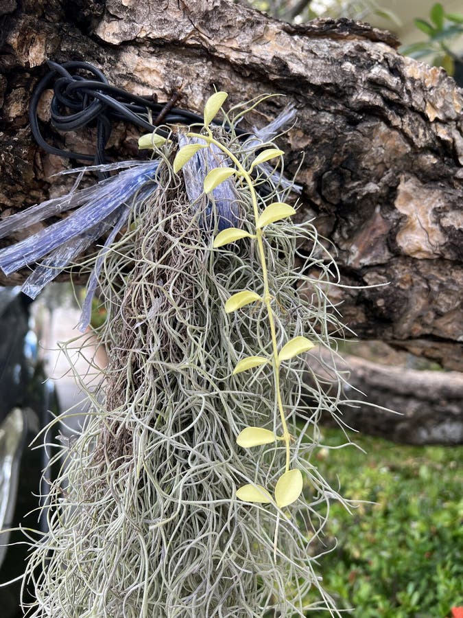 Spanish Moss Hanging from Trees on Beach Stock Photo - Image of color ...