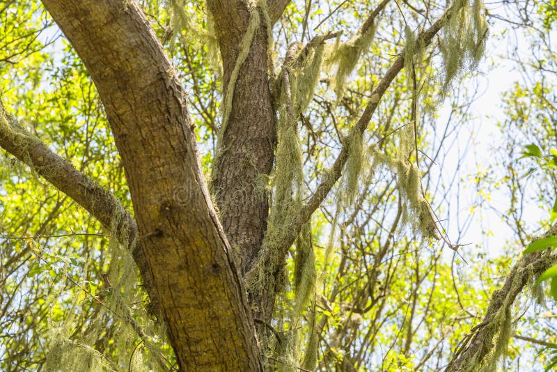 Tree with Spanish Moss in a Lush Green Forest on a Sunny Day Stock ...