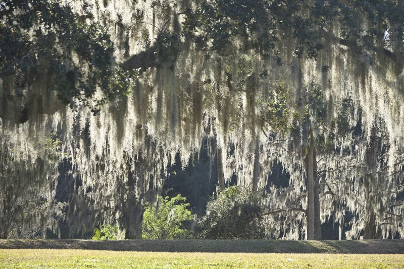 Spanish Moss in Leu Gardens, Orlando, Florida Stock Photo - Image of ...