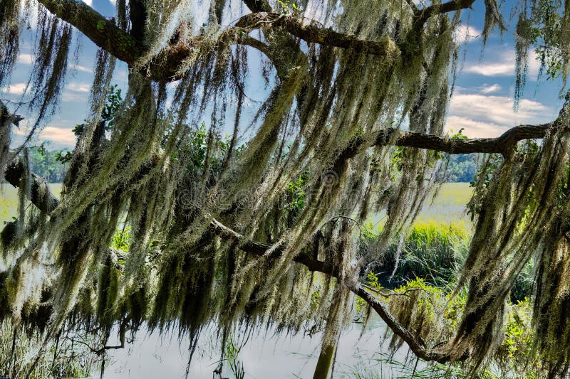 Spanish Moss by Marsh stock image. Image of beautiful - 236838761