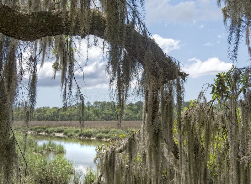Spanish Moss and marsh stock image. Image of plantation - 91606891