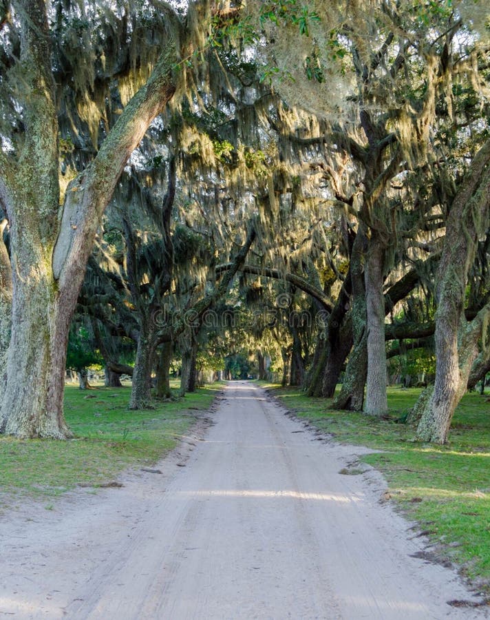 Spanish moss pathway stock image. Image of island, pathway - 75144127