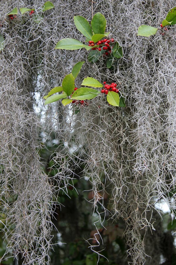 Spanish Moss and Red Berries Stock Photo - Image of moss, berry: 17662056