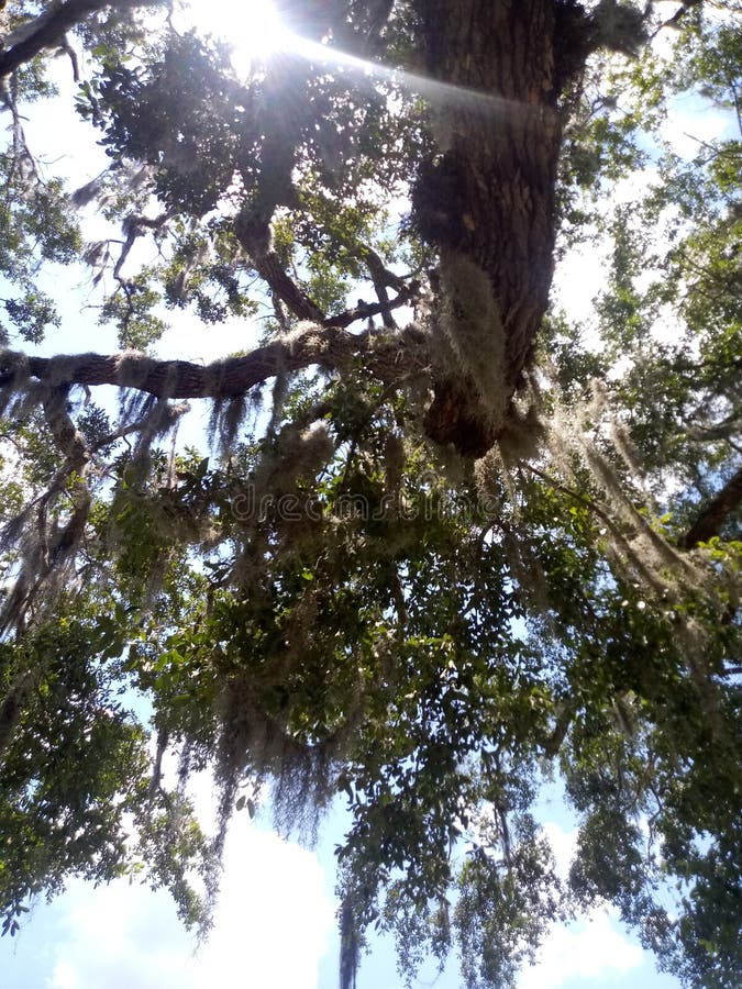 Spanish moss in summer stock image. Image of spanish - 163554591