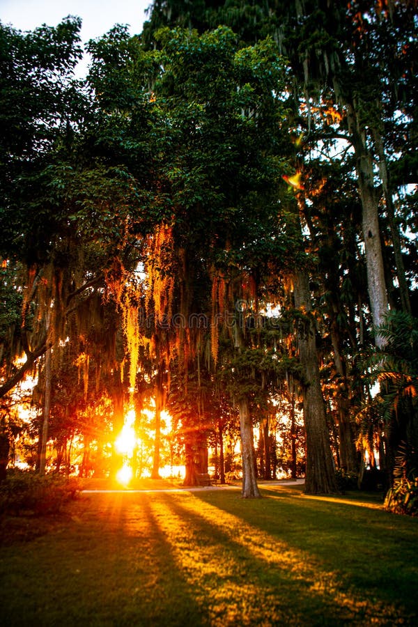 A Spanish Moss Sunset stock image. Image of florida - 195634373