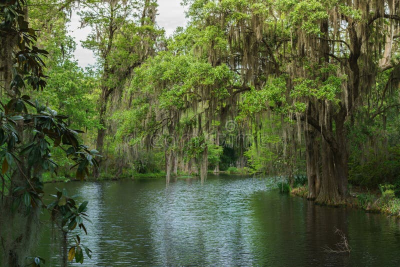 Spanish Moss Swamp stock image. Image of swamp, trees - 82007185