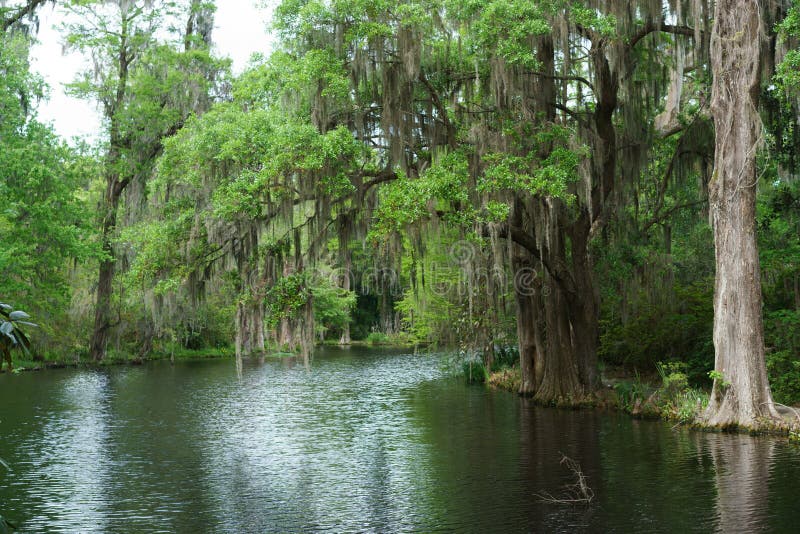 Spanish Moss Swamp stock image. Image of swamp, trees - 82007185