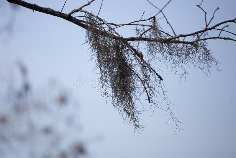 Spanish Moss stock image. Image of growing, hanging - 213897151