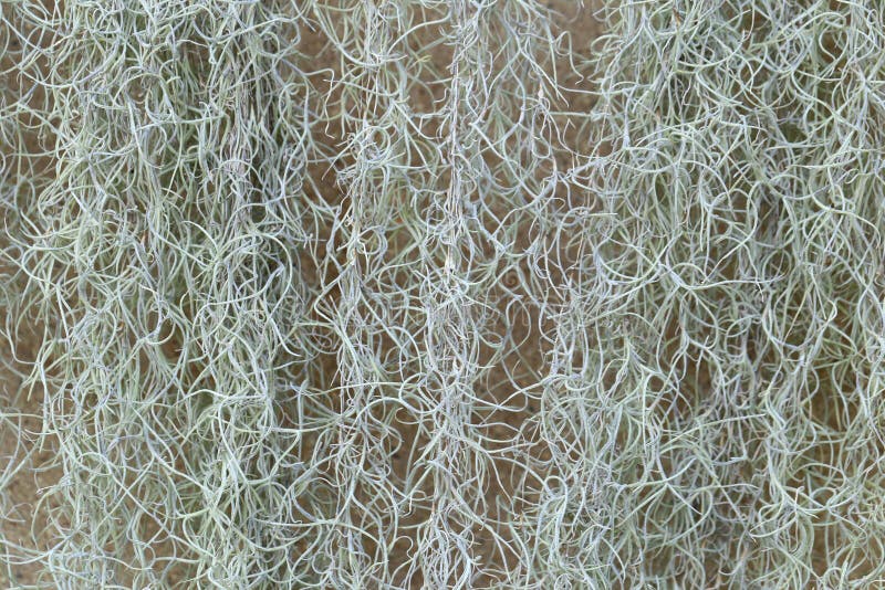 Spanish Moss or Tillandsia Usneoides Plant for Background Stock Photo ...
