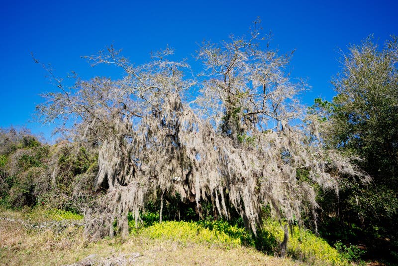 Spanish moss on tree stock image. Image of moss, florida - 211102403