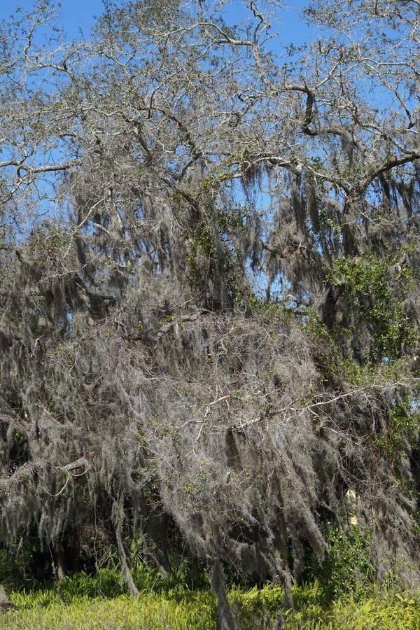 Spanish moss on tree stock image. Image of florida, horizontal - 211853659
