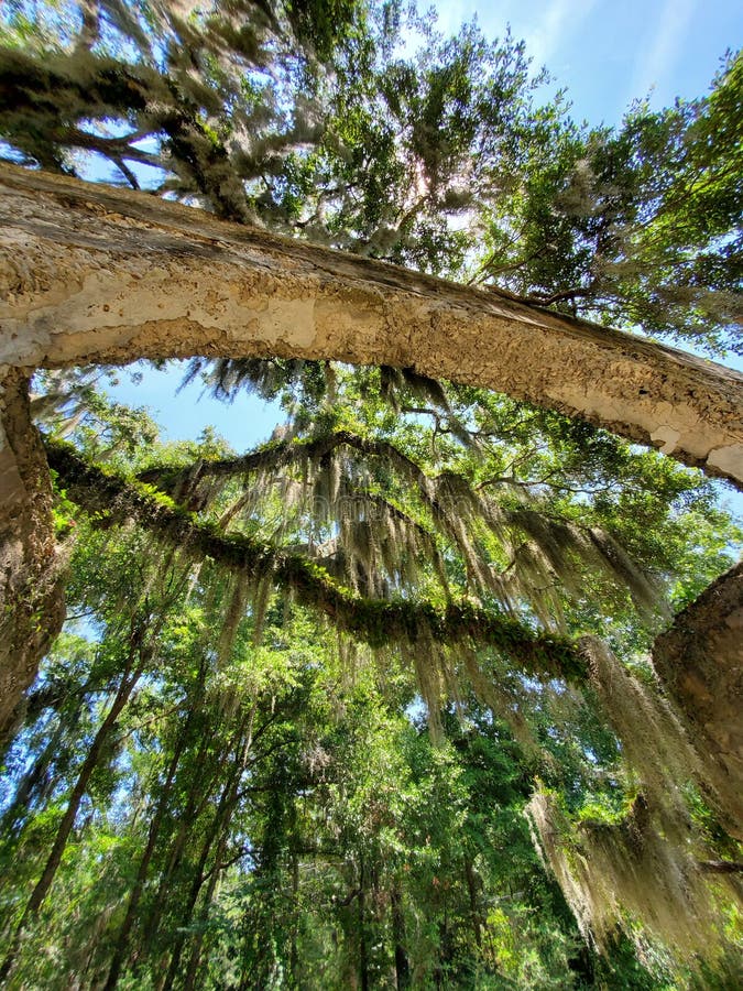 Spanish Moss Trees stock photo. Image of moss, deciduous - 266944280