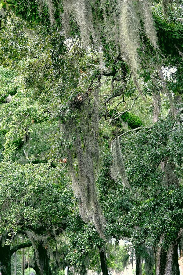 Spanish Moss in Trees stock image. Image of magnolia - 237535865