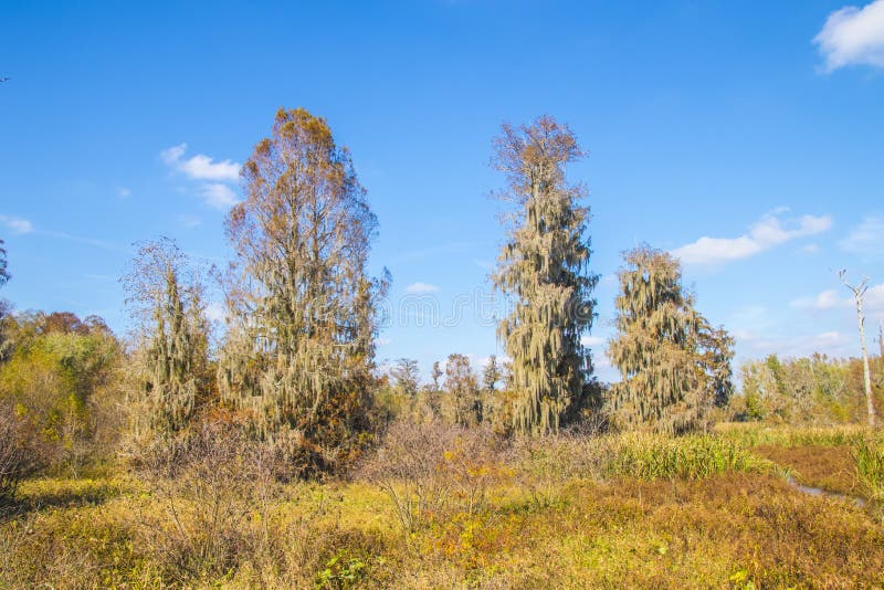 Spanish Moss Trees in a Swamp in the Fall Stock Photo - Image of birds ...