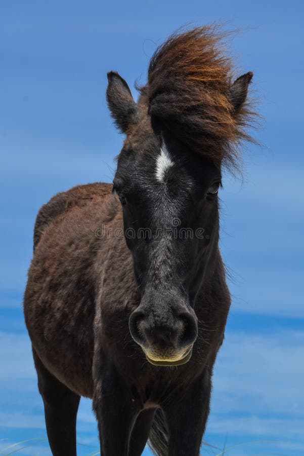 Spanish Mustang Horses With Photographer Stock Photo - Image of horses ...
