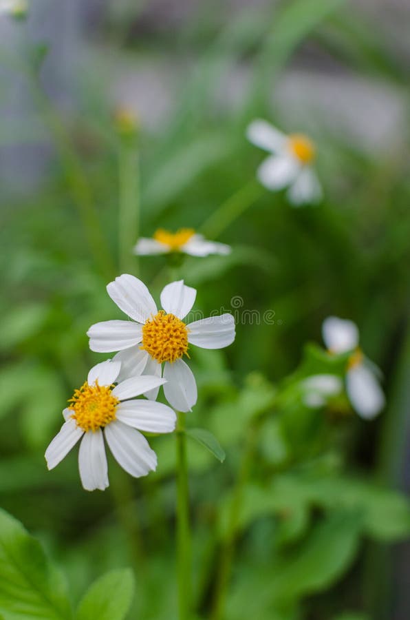 The Spanish Needle or Black-jack Flowers in Garden Stock Photo - Image ...