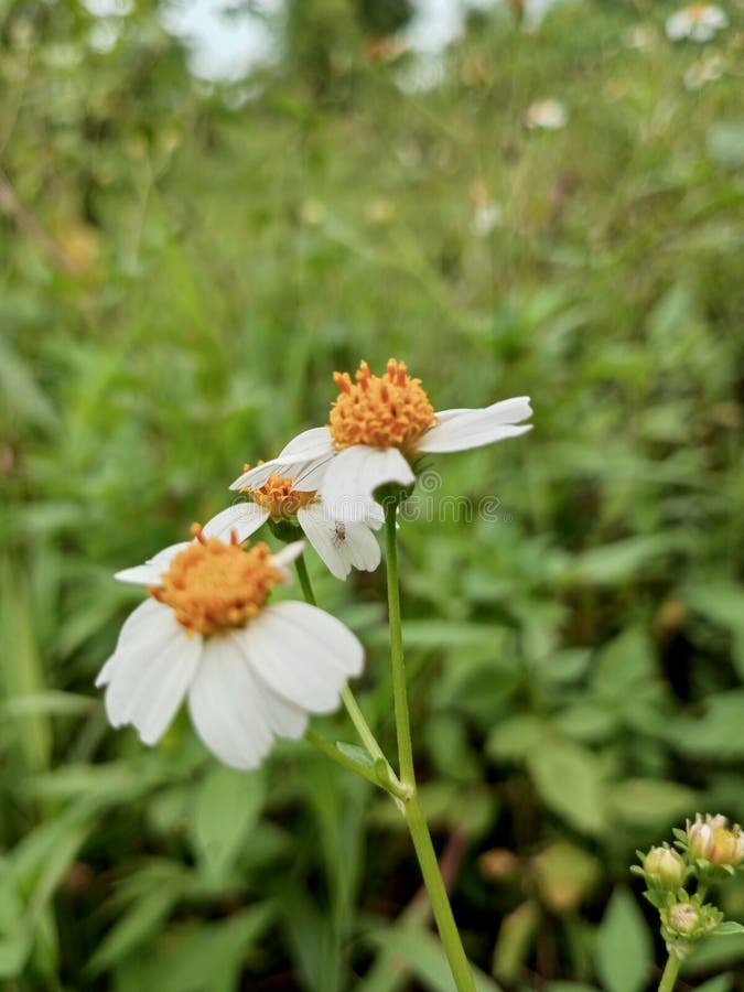 Spanish needle flower stock image. Image of needle, noon - 266202273