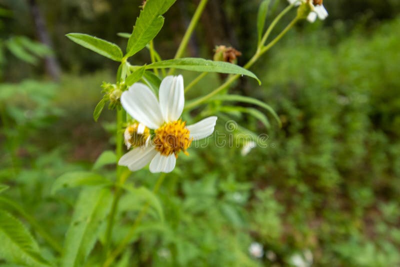 Spanish Needle Flower stock image. Image of farmers - 151415969