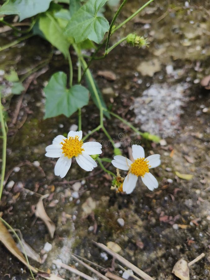 Spanish needle flowers stock photo. Image of white, flowers - 371566676