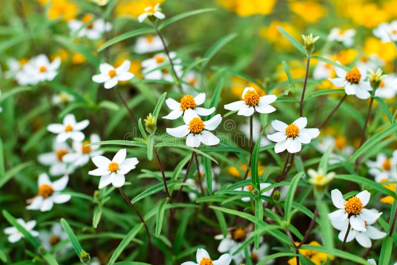 Spanish Needle Flowers in the Garden Stock Photo - Image of macro ...