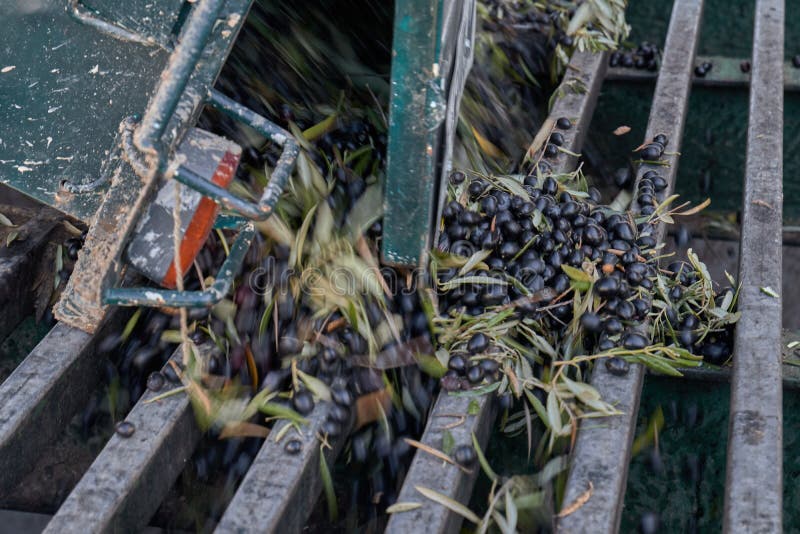 Spanish Olive Oil Process in Factory Stock Image - Image of produce ...