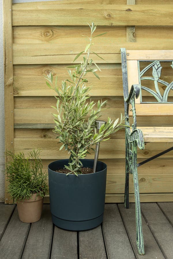 Spanish Olive Tree in Blue Pot on Dark Wood Plank Stock Photo - Image ...