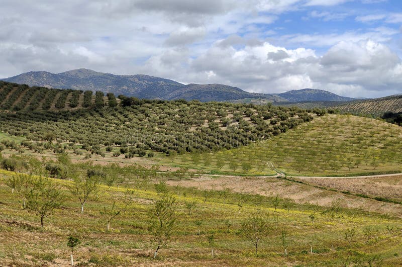 Spanish olive trees stock image. Image of cultivated - 247064369