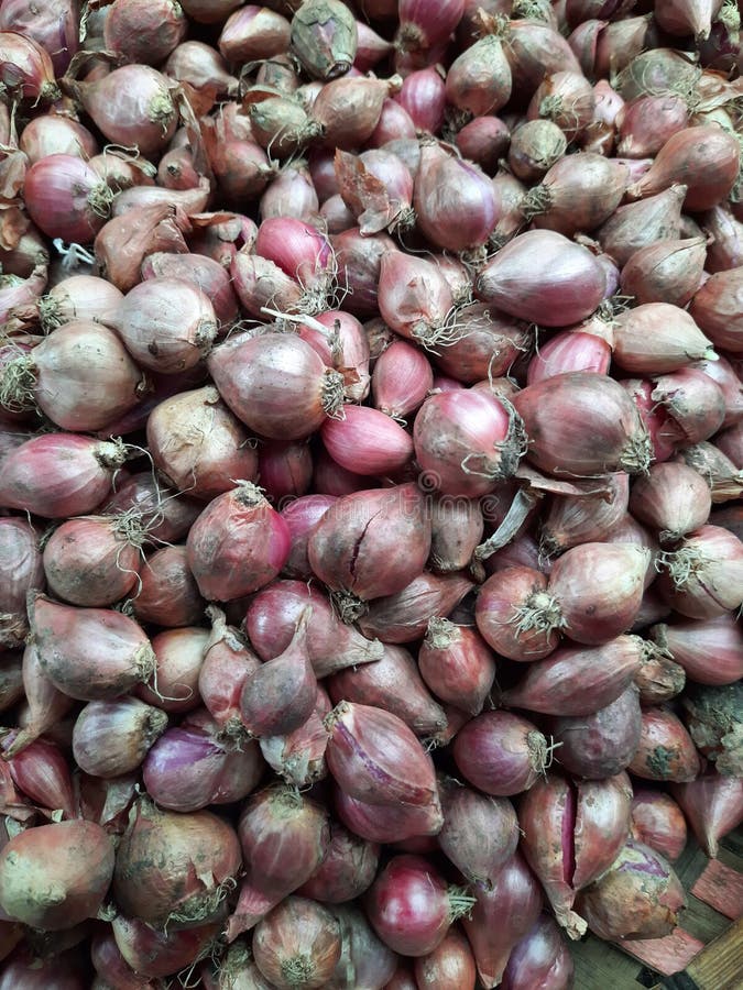 Spanish onion ðŸ§… stock photo. Image of plant, spanish - 236718928