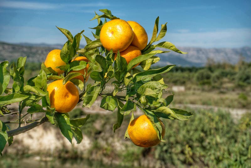 Spanish Orange Tree with Rip Oranges an Blue Sky. Stock Photo - Image ...