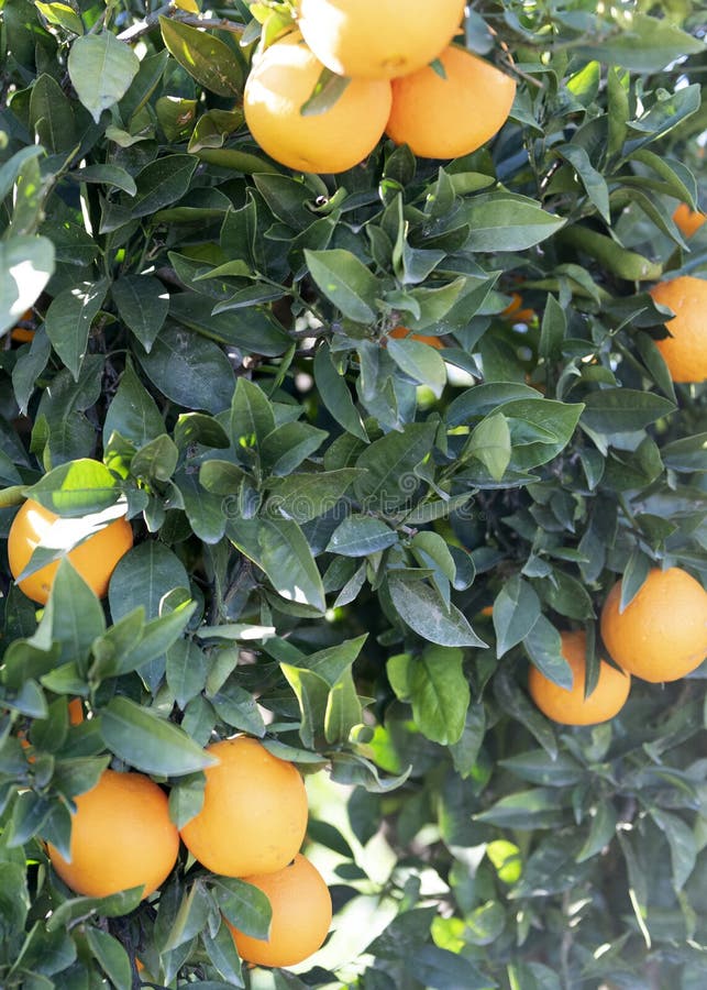 Spanish orange tree 6 stock photo. Image of andalusia - 169199576